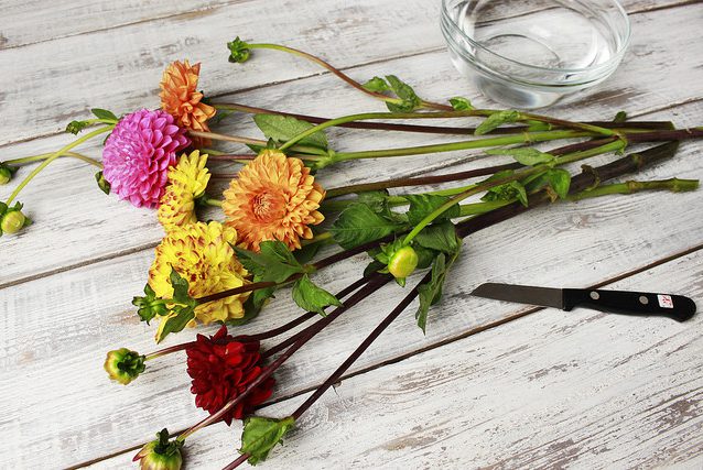 How to Care for Your Fresh Cut Flowers in 5 Easy Steps