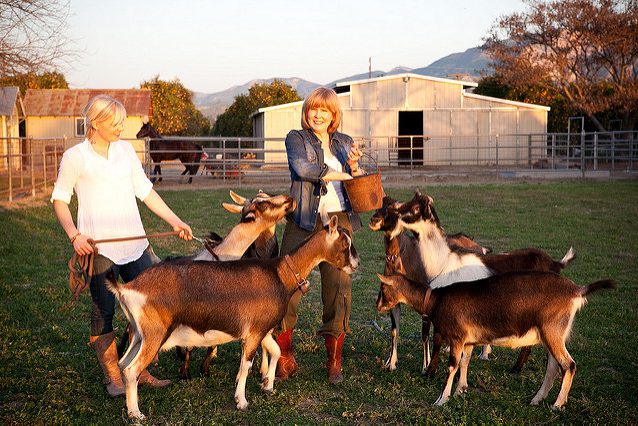 Meet Your Farmer: Chivas Goat Milk Soaps